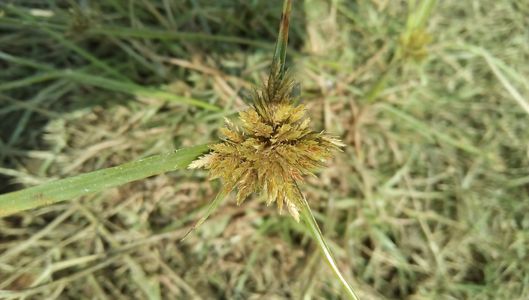 How to Grow and Care for Manyspike flatsedge