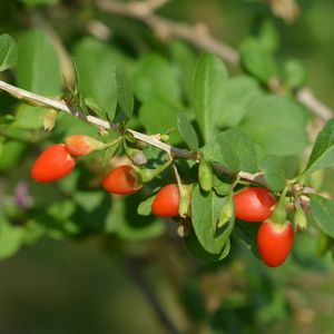 How to Grow and Care for Box-thorns