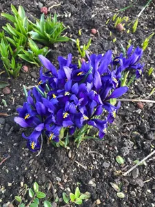 How to Prune Iris 'Pixie'
