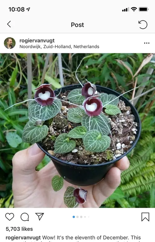 Ta Li corybas (Corybas taliensis) Flower, Leaf, Care, Uses - PictureThis