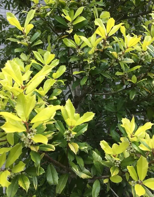 Ilex × attenuata 'Sunny Foster' - PictureThis