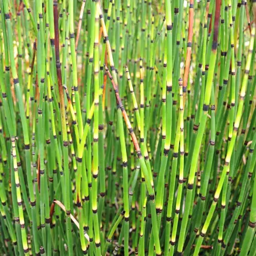 Cola de caballo (Equisetum hyemale) - PictureThis