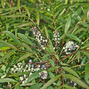 How to Grow and Care for Chinese mahonia