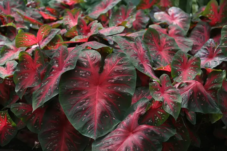 Caladium 'Red Flash' - PictureThis