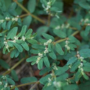 Lechosilla - Euphorbia maculata (Taxonomía, Características, Simbolismo ...