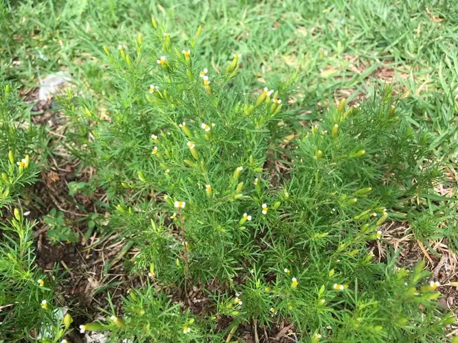 Tagetes filifolia Flower, Leaf, Care, Uses - PictureThis