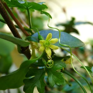 How to Grow and Care for Baboon's cucumber
