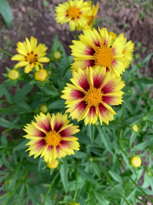 Coreopsis 'Enchanted Eve' - PictureThis