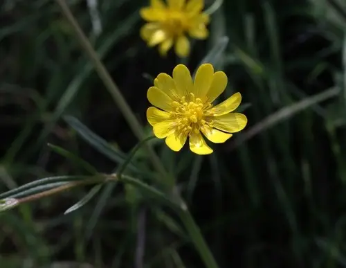How to Plant and Grow California buttercup(Ranunculus californicus)