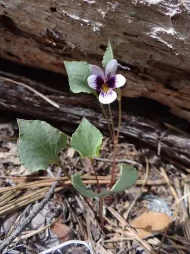 Viola cuneata - PictureThis