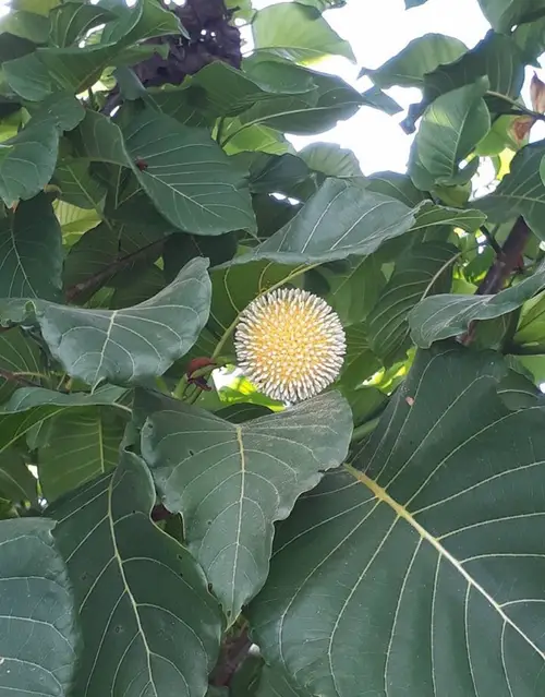 How to Plant and Grow Burflower tree(Neolamarckia cadamba)