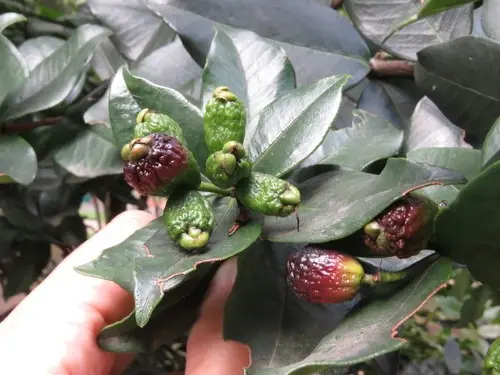 Myrcianthes rhopaloides - PictureThis