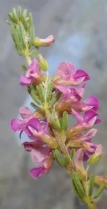 How to Prune Indigofera sulcata