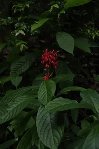 How to Prune Cardinal's-guard