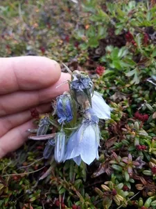 How to Propagate Alpine bellflower