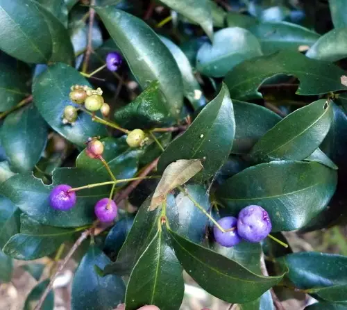 Blue lilly pilly (Syzygium oleosum) Flower, Leaf, Care, Uses - PictureThis