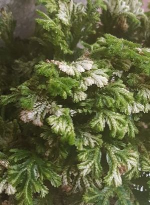 How to Grow and Care for Hypopterygium