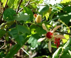 ️️ How to Prune Norfolk island passionfruit