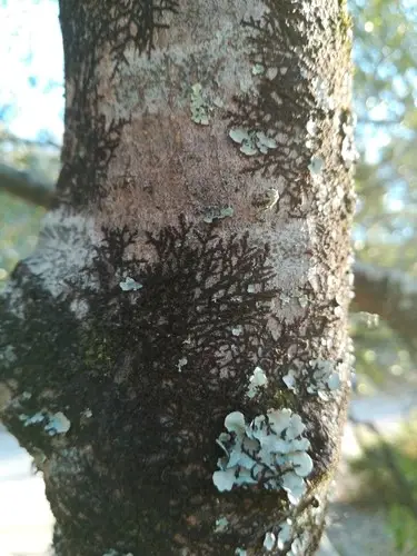 Frullania dilatata - PictureThis