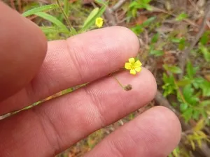 How to Propagate Slender scratch daisy