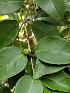 How to Propagate White stopper