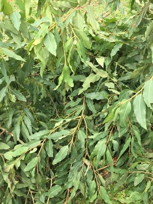 How to Grow and Care for White gum