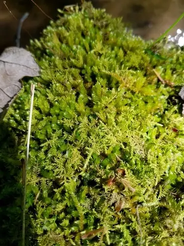Spoon-leaved moss (Bryoandersonia illecebra) Flower, Leaf, Care, Uses ...