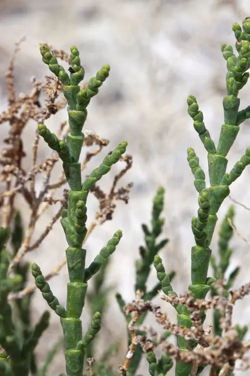 Chamizo verde (Allenrolfea occidentalis) - PictureThis