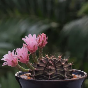 How to Pollinate Moon cactus? (Pollinators, Time Window, Enhance, and ...