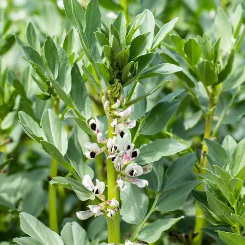 Haba (Vicia faba) - PictureThis