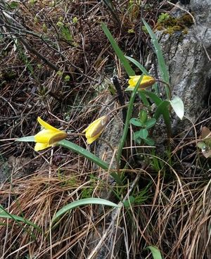 How to Grow and Care for Tulipa uniflora
