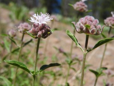 Mountain monardella (Monardella odoratissima) - PictureThis