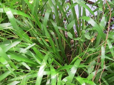 Pasto cadena - Paspalum plicatulum (Taxonomía, Características ...