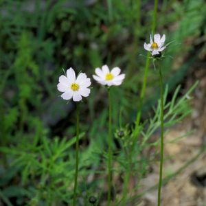 Cosmos parviflorus - PictureThis