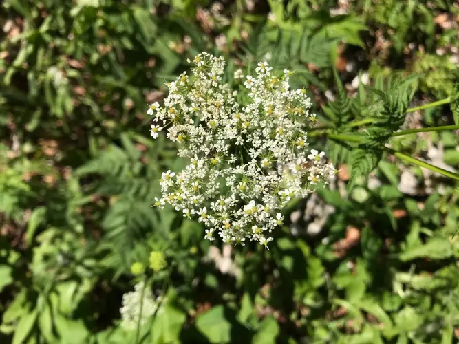 Cerefolio (Chaerophyllum aureum) - PictureThis