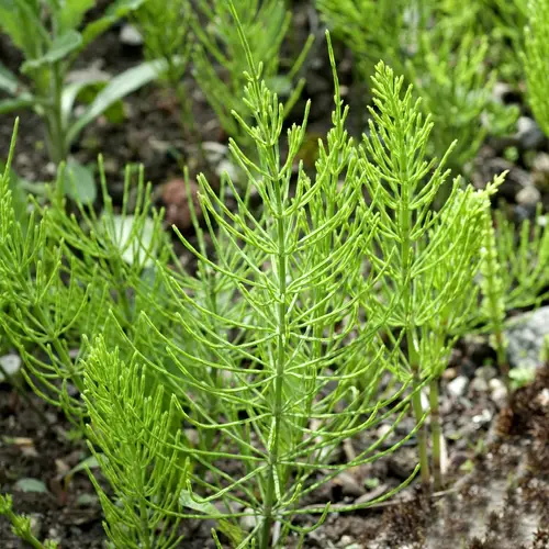 Cola de caballo (Equisetum arvense) - PictureThis