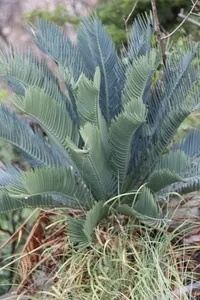 How to Propagate Kei cycad