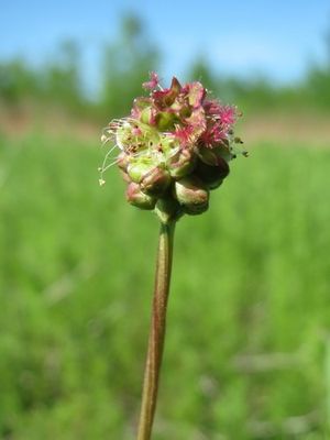How to Grow and Care for Burnets