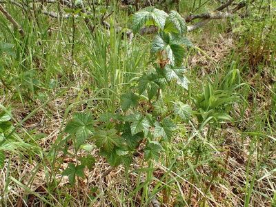 Trailing blackcurrant (Ribes laxiflorum) - PictureThis