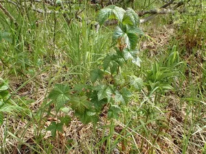 How to Transplant Trailing blackcurrant? (Ideal time, Methods, and Post ...
