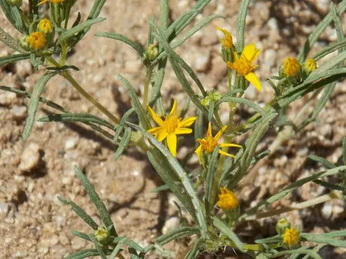 Manybristle chinchweed (Pectis papposa) Flower, Leaf, Care, Uses ...