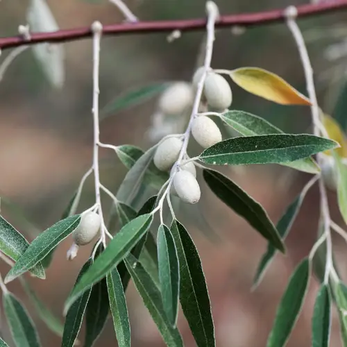 Russian olive (Elaeagnus angustifolia) Flower, Leaf, Care, Uses ...