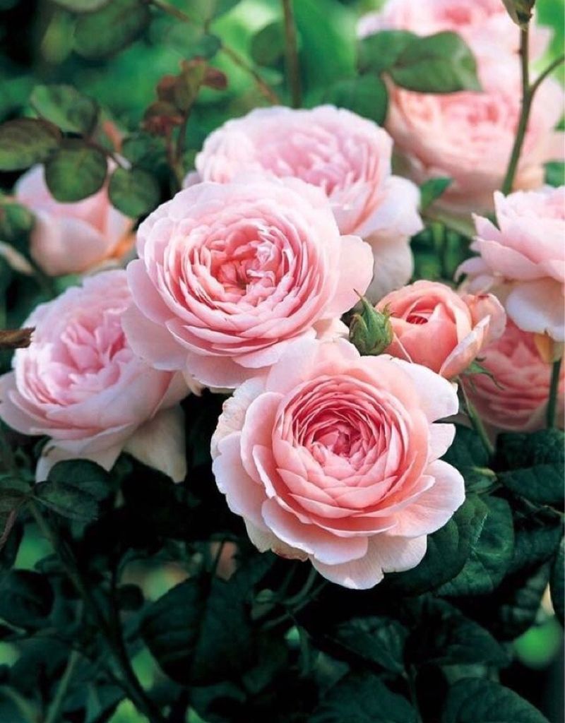 Discover the Surprising Benefits of the Rose 'Queen of Sweden' Plant ...