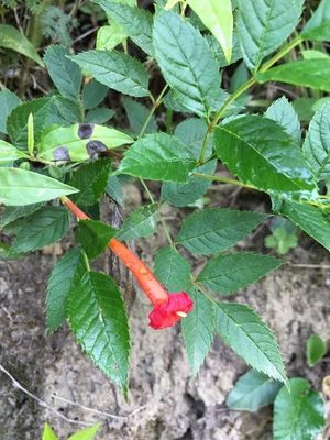 How to Grow and Care for Tecoma tenuiflora