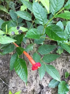 How to Transplant Tecoma tenuiflora? (Ideal time, Methods, and Post Care)