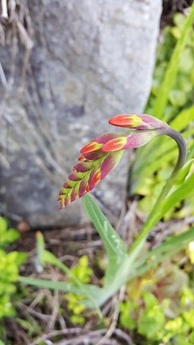 How to Grow and Care for African corn flag