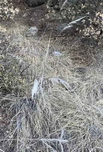 Bullgrass (Muhlenbergia emersleyi) Flower, Leaf, Care, Uses - PictureThis