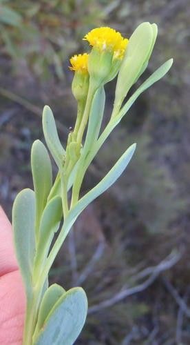 How to Grow and Care for Hertia