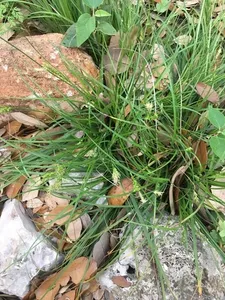 How to Propagate Cedar sedge