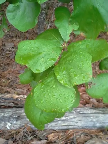 Quercus arkansana - PictureThis